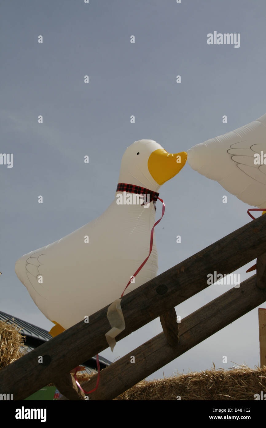 inflatable white duck balloon and blue sky Stock Photo - Alamy