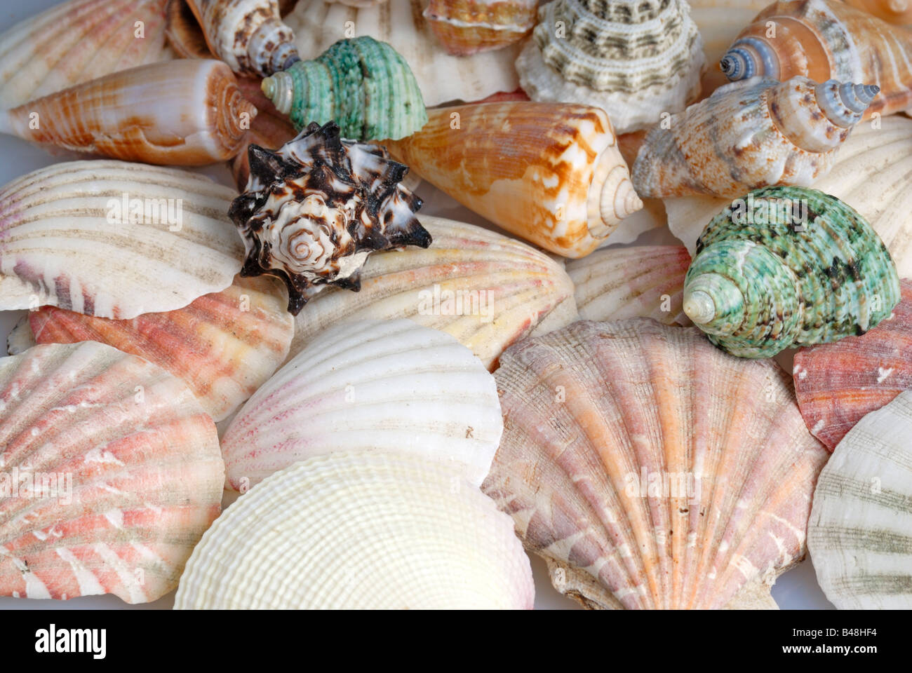 Seaside clam nature shell shellfish hi-res stock photography and images ...