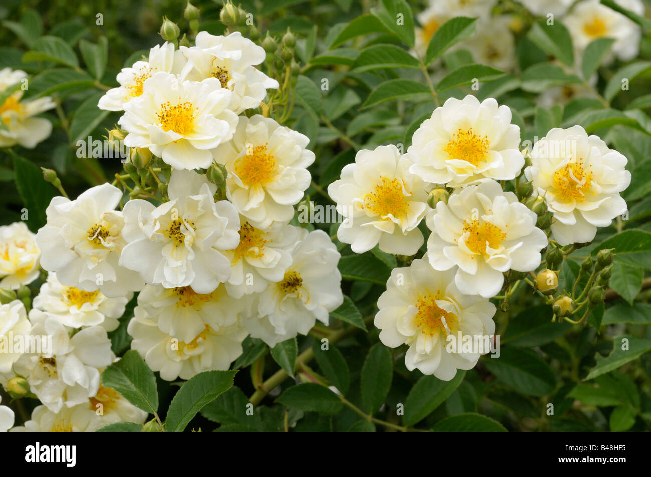 Yellow Climbing Rose High Resolution Stock Photography and Images - Alamy