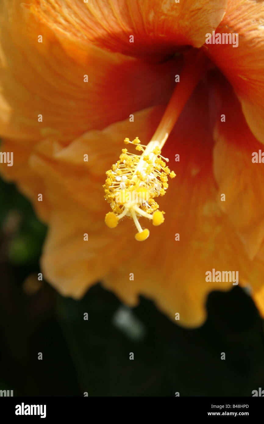 close up of orange flower with pollen Stock Photo - Alamy