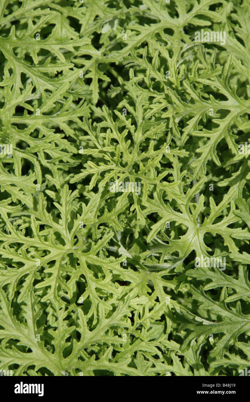 detail of green grass grasses plant in garden Stock Photo - Alamy