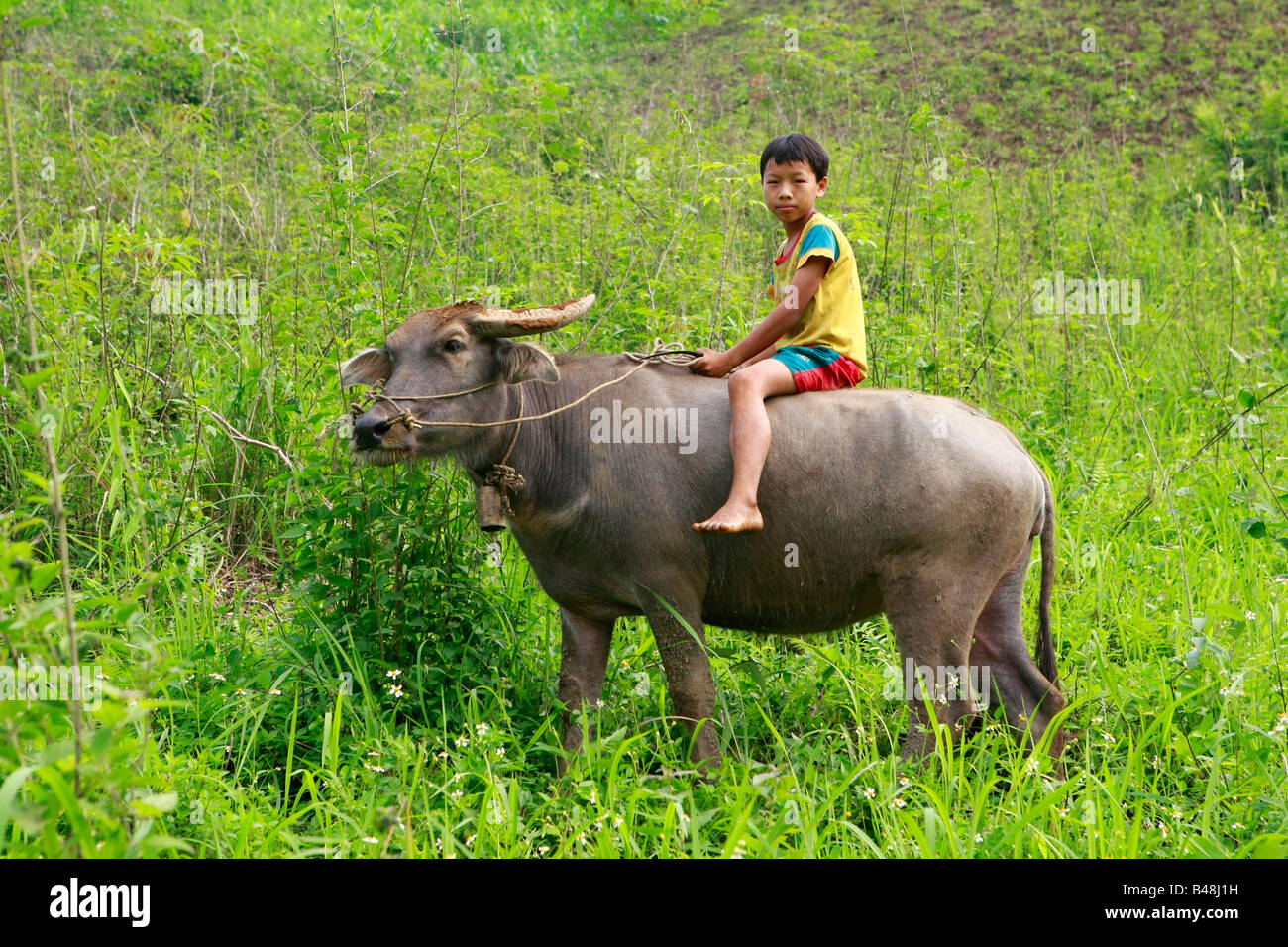 Boy on a buffalo, Ha Giang Province, Vietnam Stock Photo - Alamy