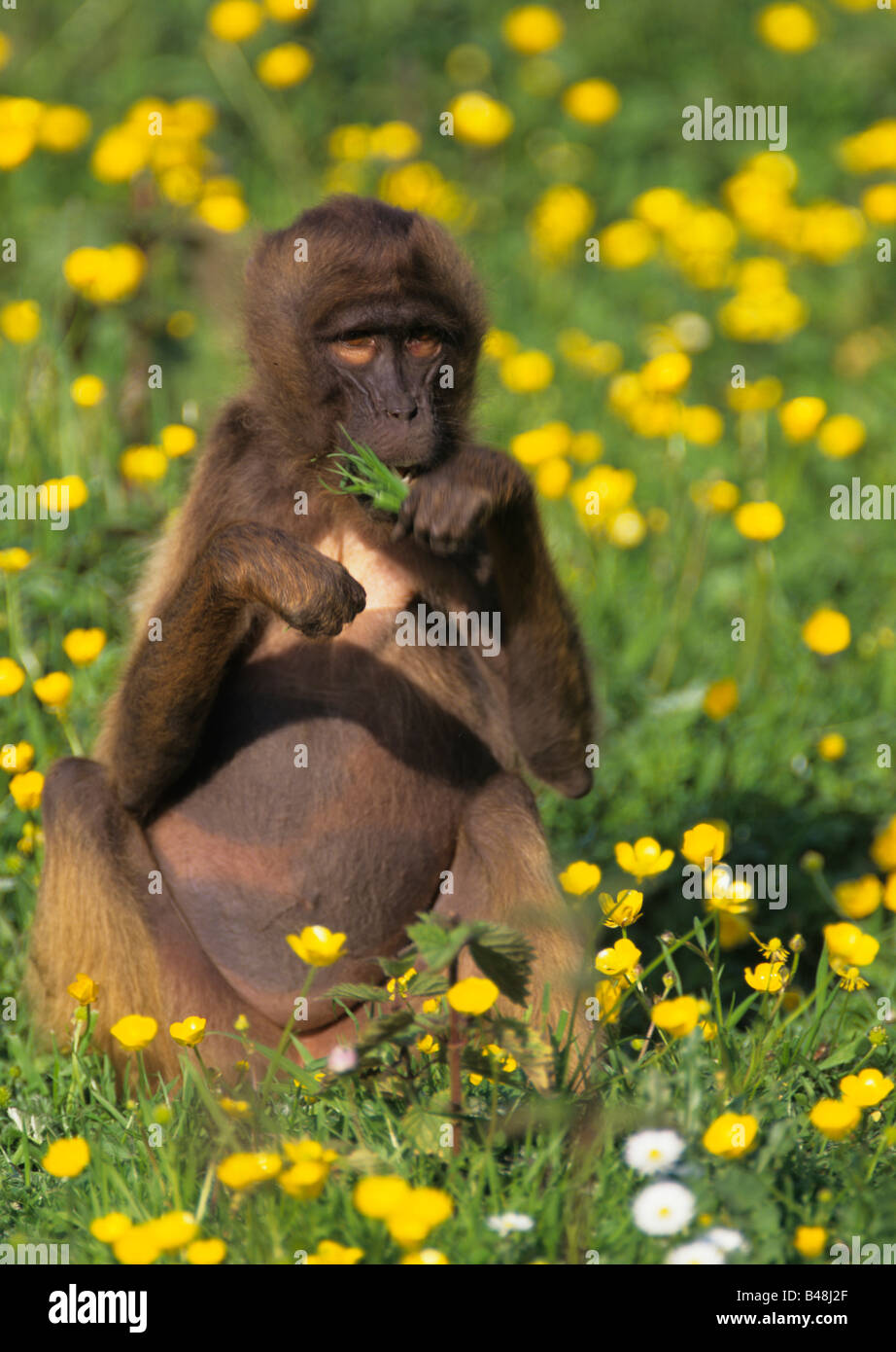 Dschelada Weibchen Theropithecus gelada female Stock Photo - Alamy