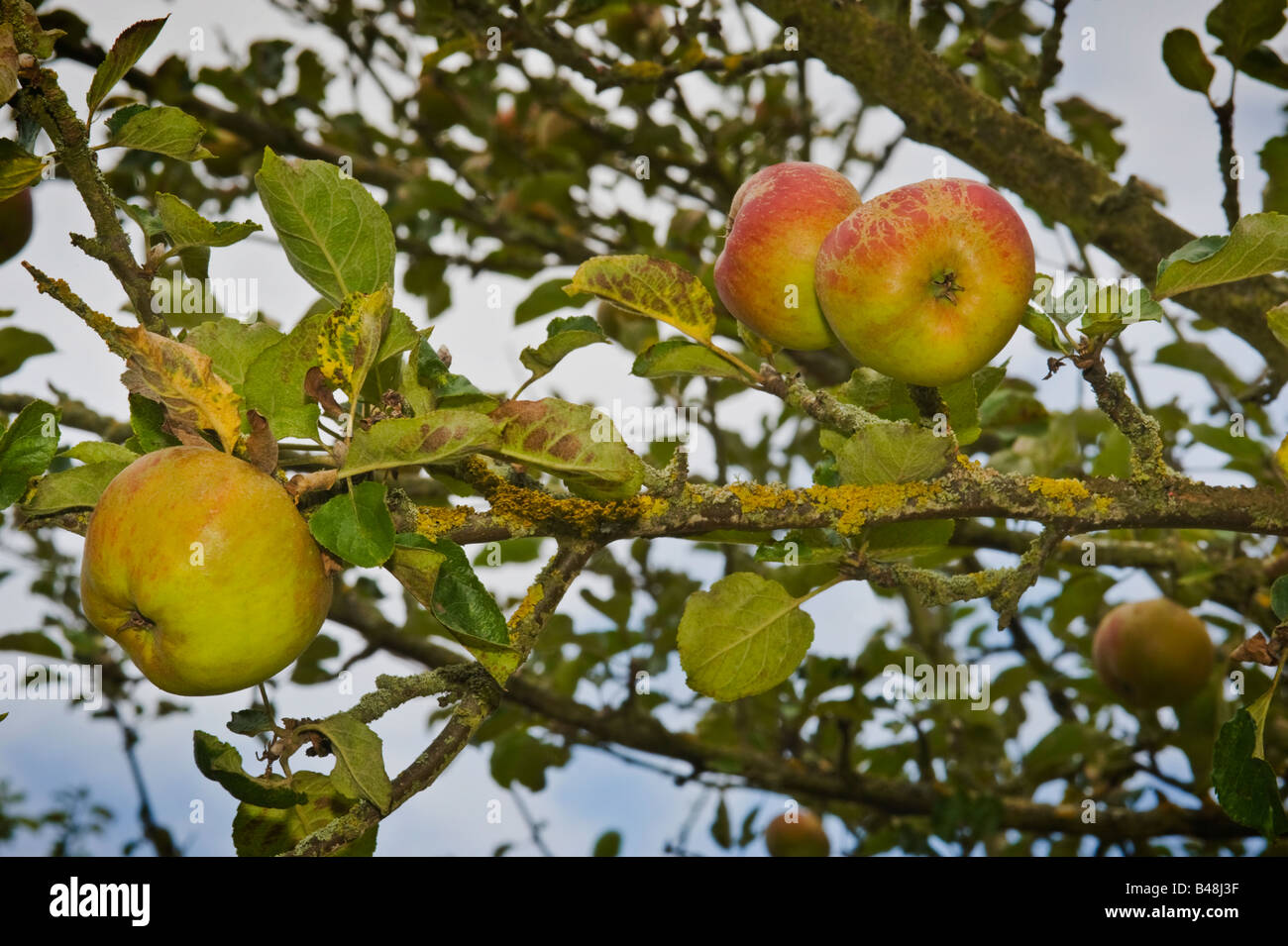 Ribston pippin hi-res stock photography and images - Alamy