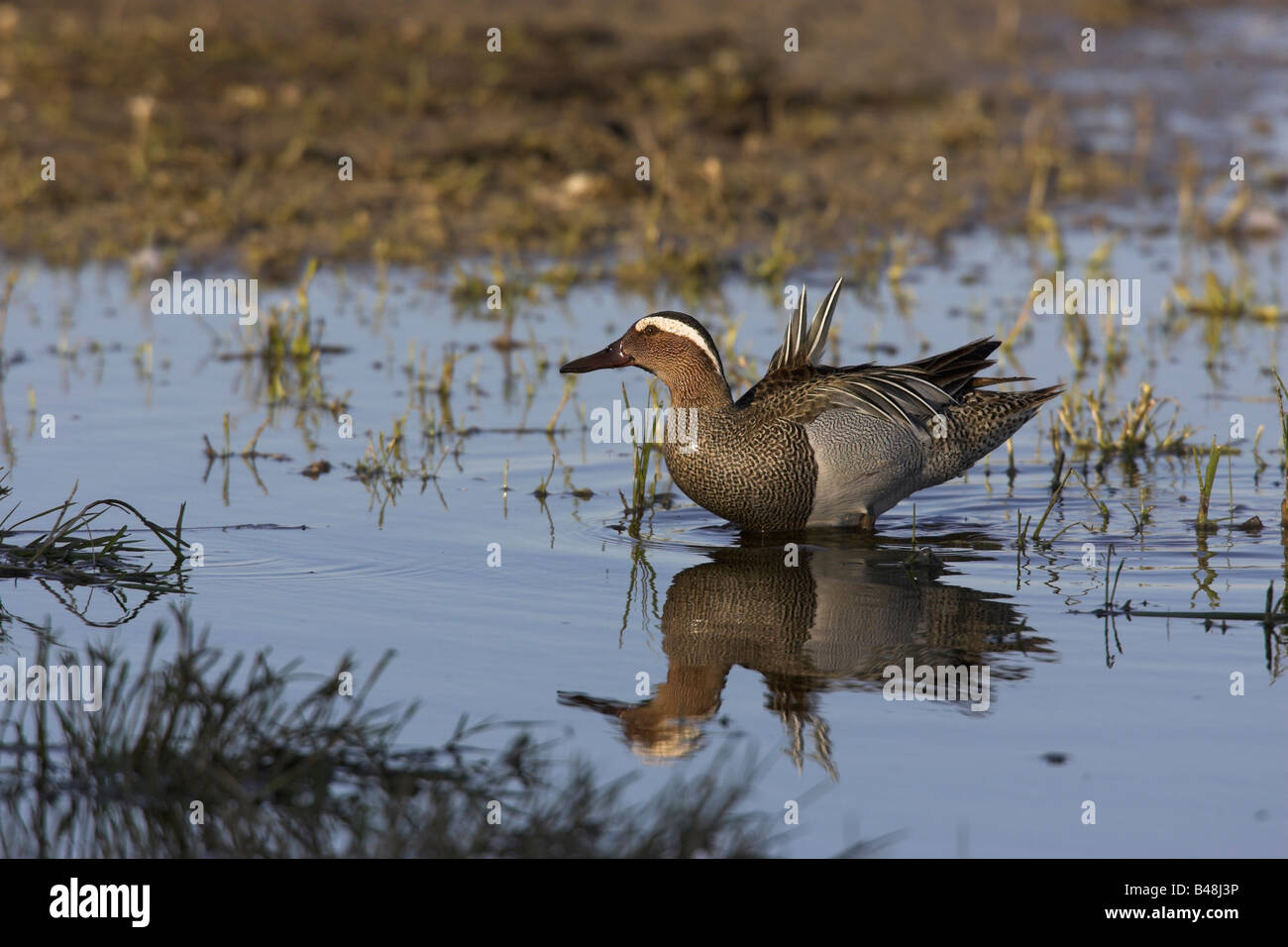 Garganeys hi-res stock photography and images - Alamy