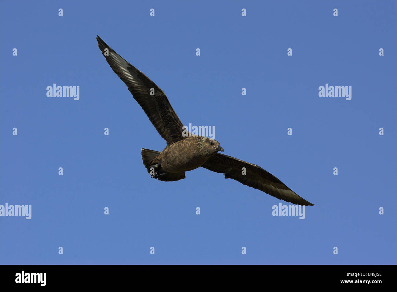 Common skuas hi-res stock photography and images - Alamy