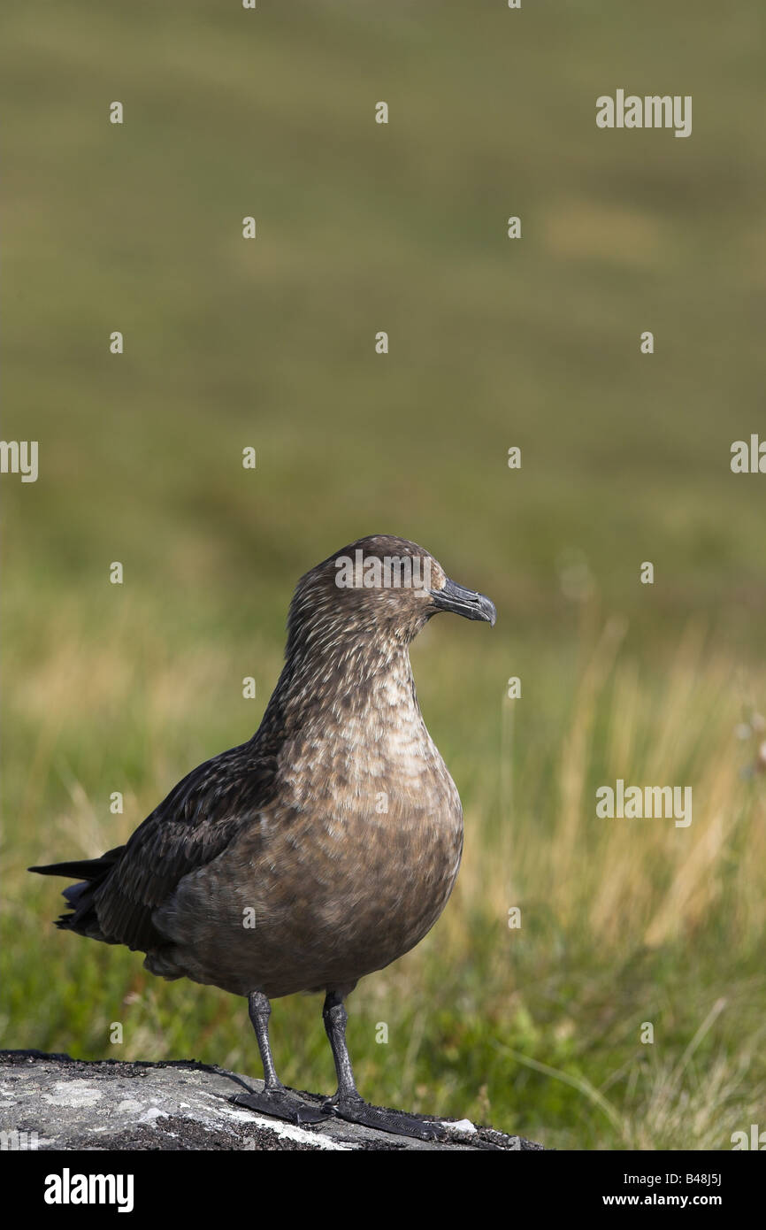Große skua stercorarius skua hi-res stock photography and images - Alamy