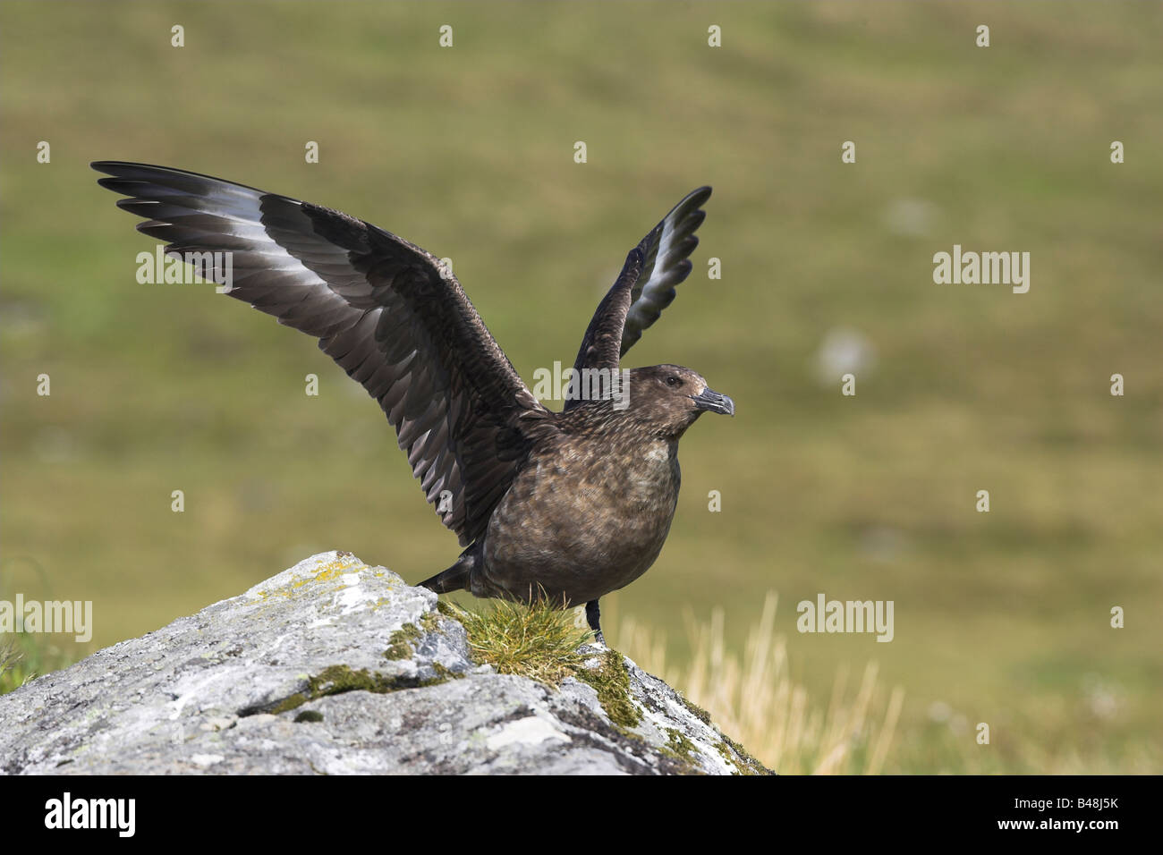 Große skua stercorarius skua hi-res stock photography and images - Alamy