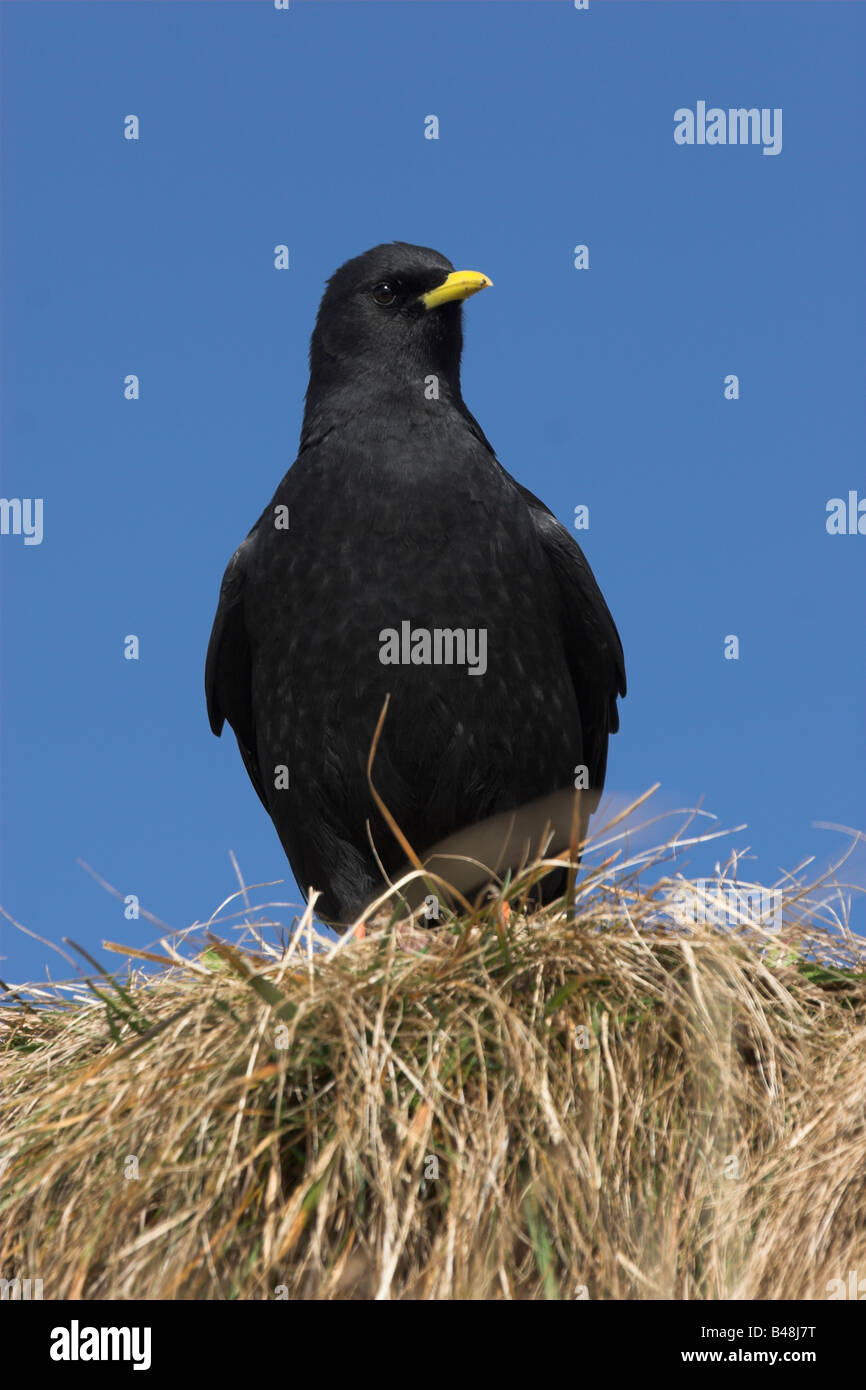 Alpendohle hi-res stock photography and images - Alamy