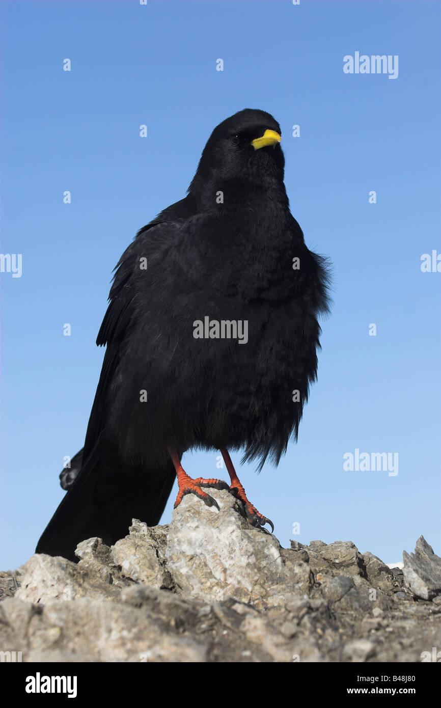 Alpendohlen hi-res stock photography and images - Alamy