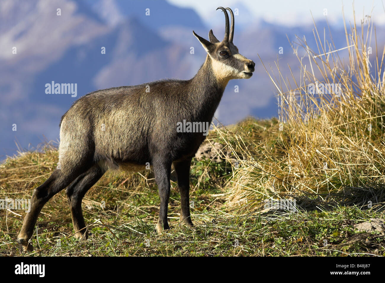 Gaemse Gemse Chamois Rupicapra rupicapra Austria Oesterreich Europe ...