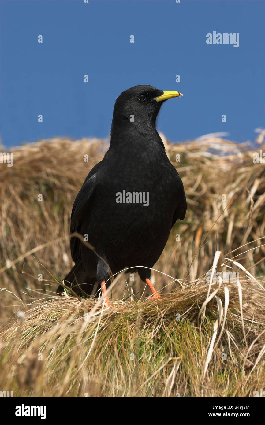 Alpendohle Alpine Chough Pyrrhocorax pyrrhocorax Stock Photo - Alamy