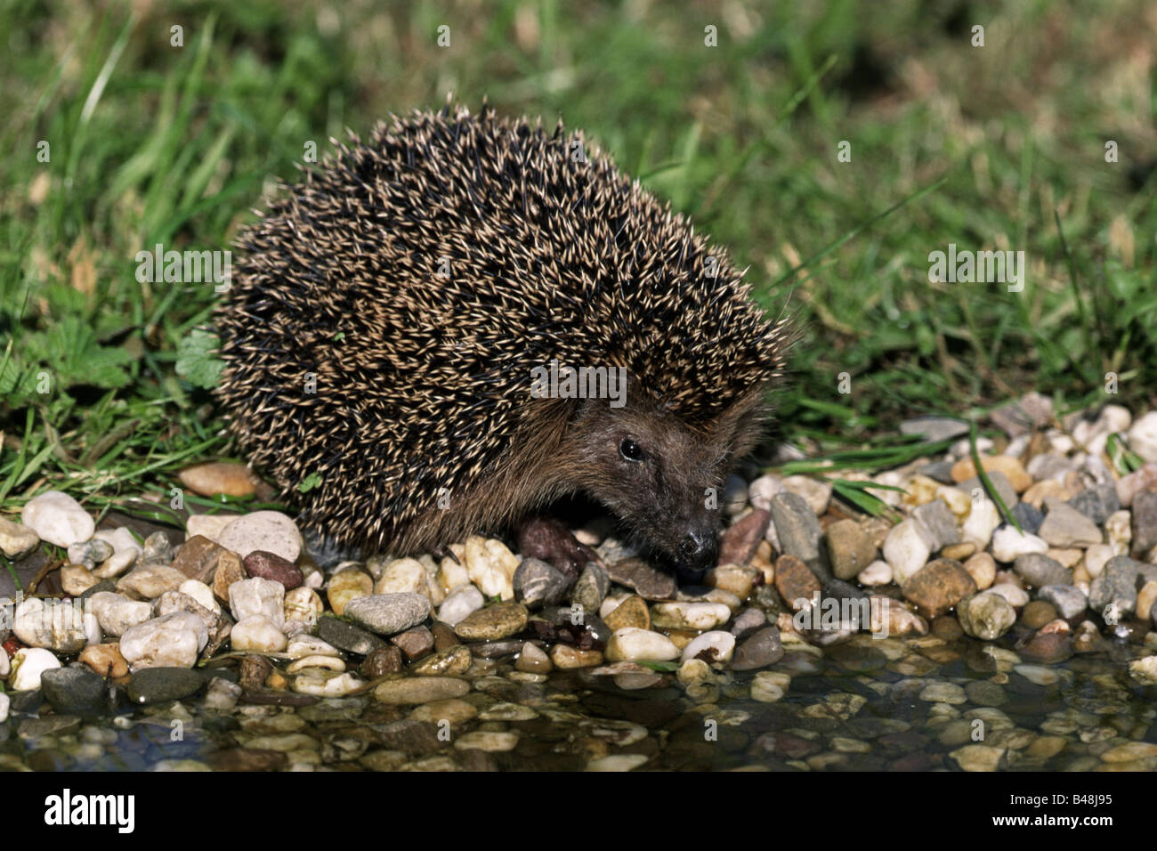 Europaeischer igel hi-res stock photography and images - Alamy