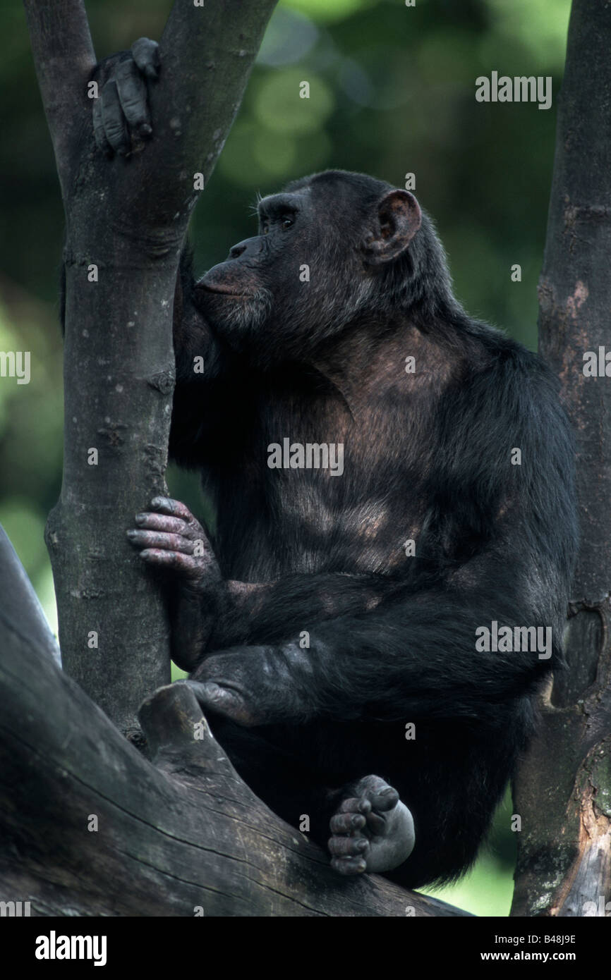 Chimpanzees sitting hi-res stock photography and images - Alamy