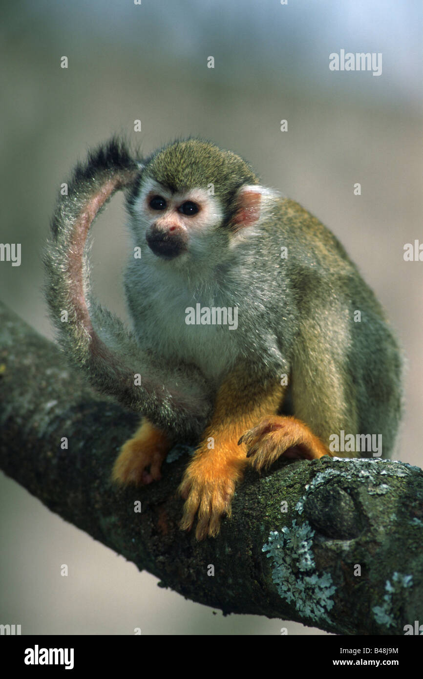 Singe saimiri sciureus hi-res stock photography and images - Alamy