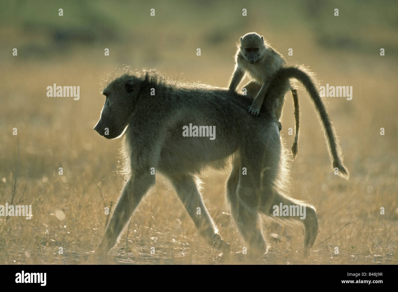 Affe lachen hi-res stock photography and images - Alamy