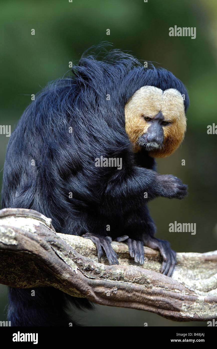 Weisskopfsaki Blasskopfsaki White faced Saki Pithecia pithecia Stock ...