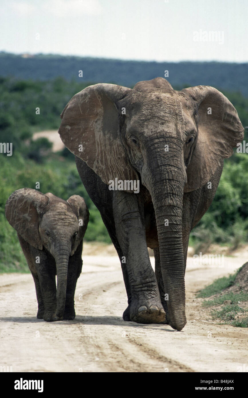 African Elephant with cub Loxodonta africana Addo Elephant National ...