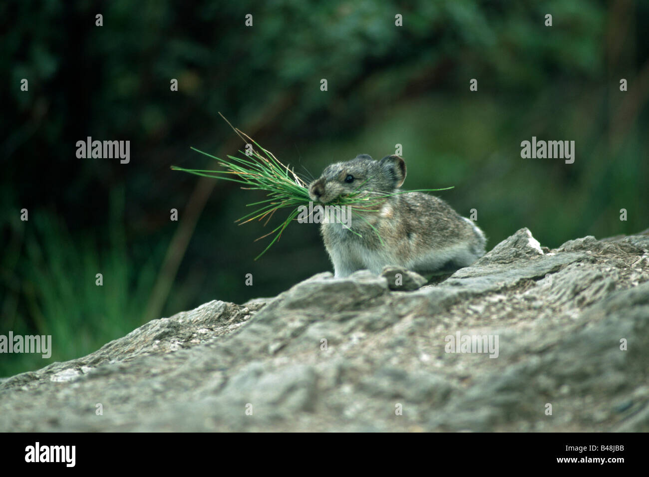 Collared pika alaska hi-res stock photography and images - Alamy