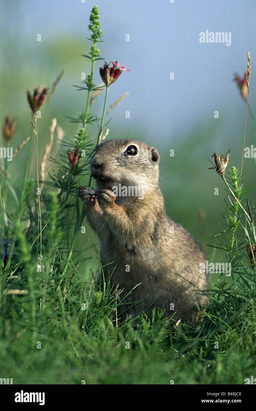 Europaeisches Ziesel European Souslik Spermophilus citellus Stock Photo ...
