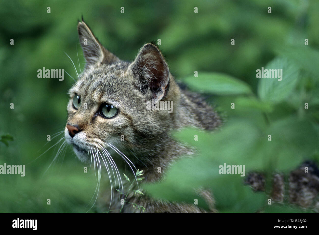 eurasian wildcat Felis silvestris Wildkatze Nationalpark Bayerischer ...