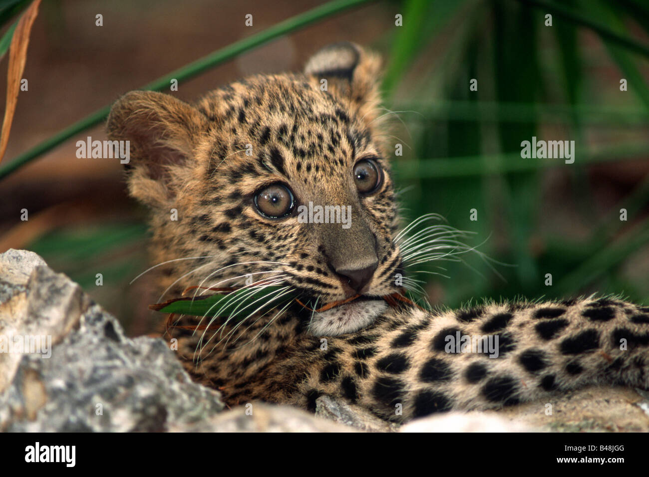 Junger Leopard Leopard cub Panthera pardus Stock Photo - Alamy