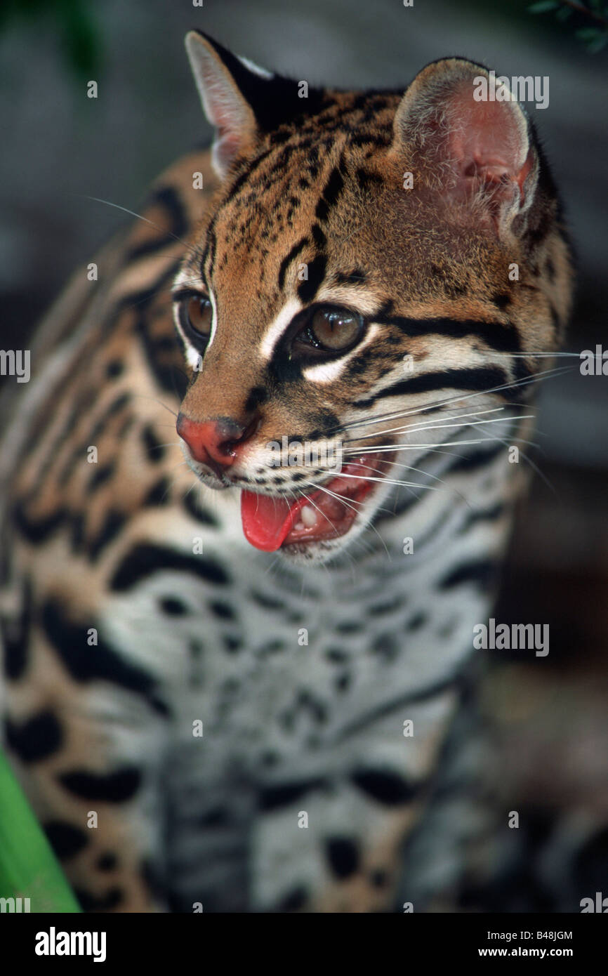 Ozelot Leopardus pardalis Stock Photo - Alamy