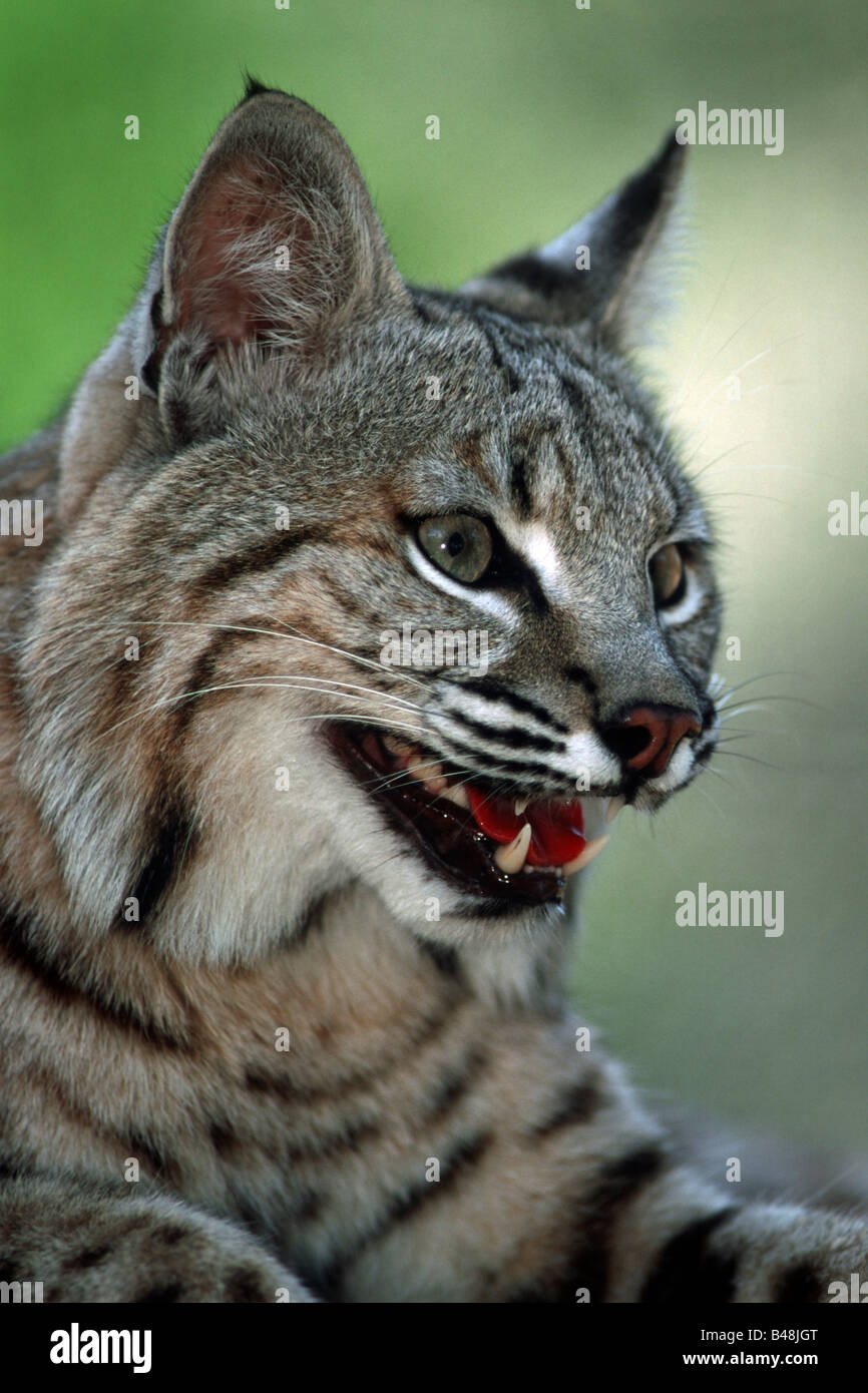 Rotluchs Bobcat Lynx rufus Stock Photo - Alamy
