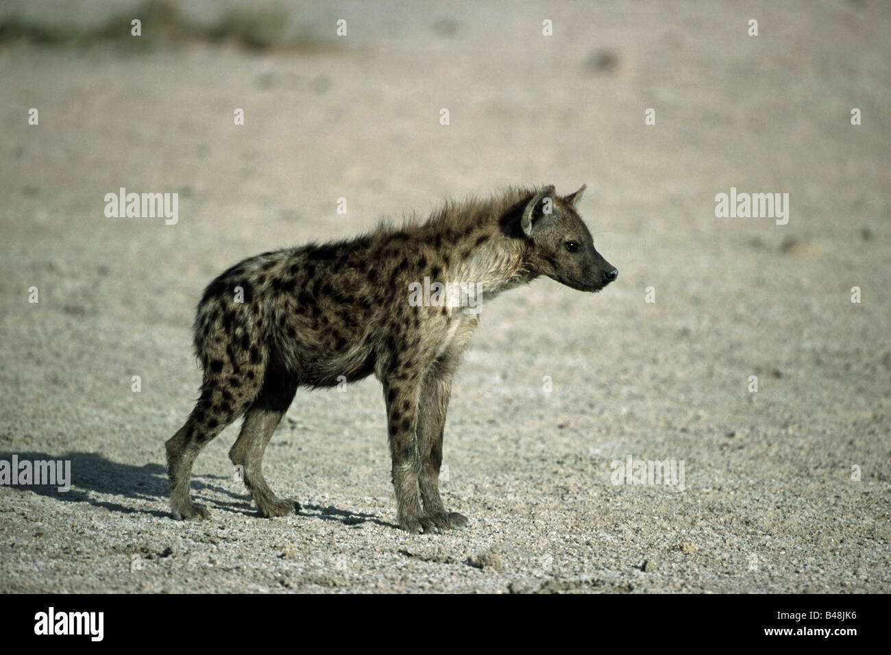 spotted hyena Crocuta crocuta Tuepfelhyaene Gefleckte Hyaene Etosha ...