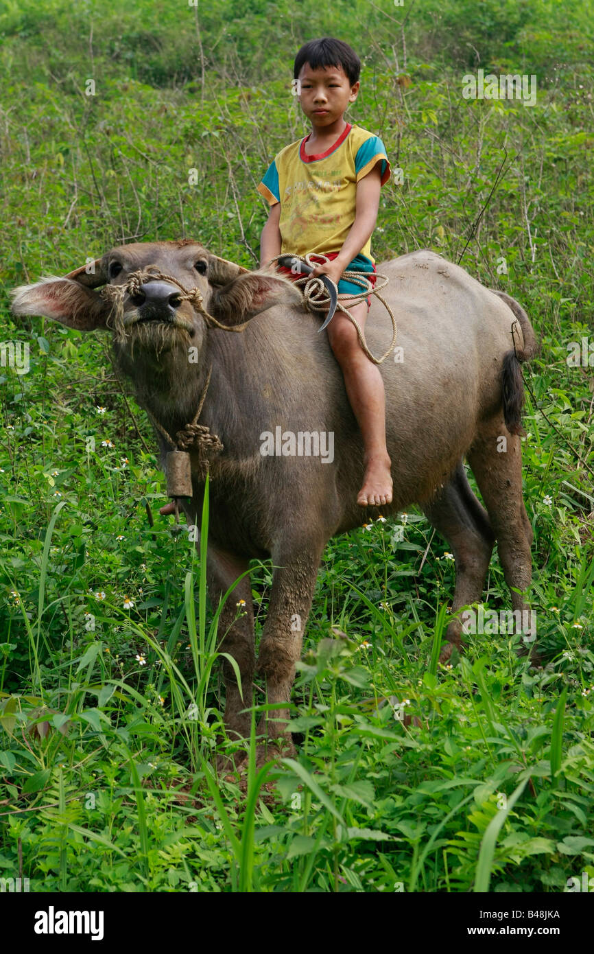 Boy on a buffalo, Ha Giang Province, Vietnam Stock Photo - Alamy