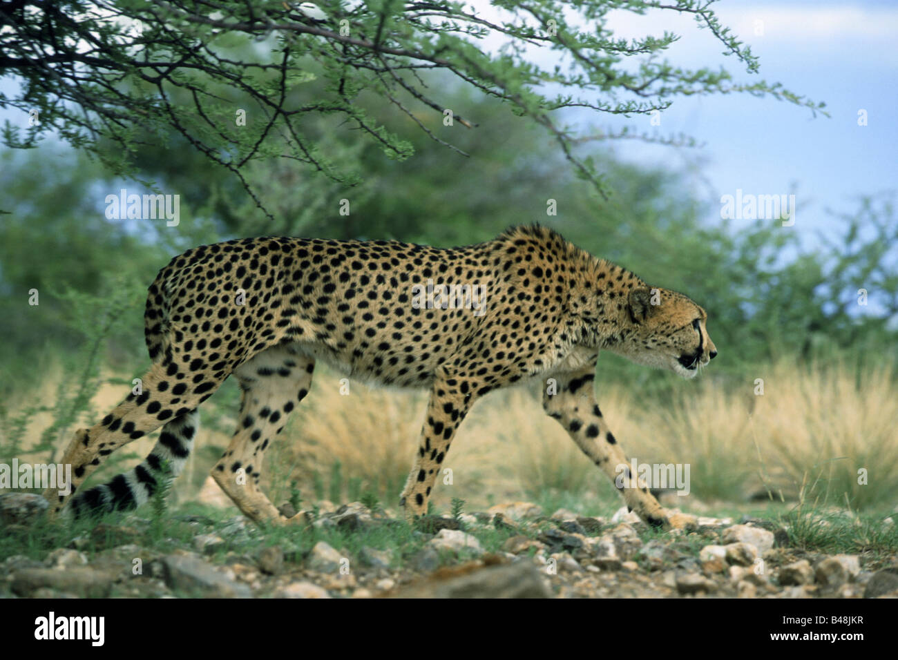 Gepardenjunge Laufen
