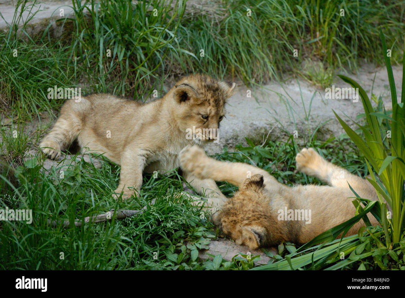 Loewen hi-res stock photography and images - Alamy