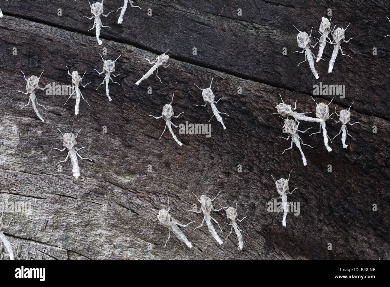 Efemerotteri hi-res stock photography and images - Alamy