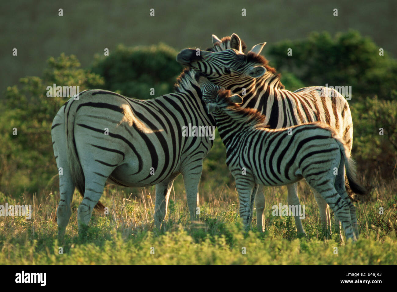 Steppenzebra Familie Mpongo Park Suedafrika Afrika Stock Photo - Alamy