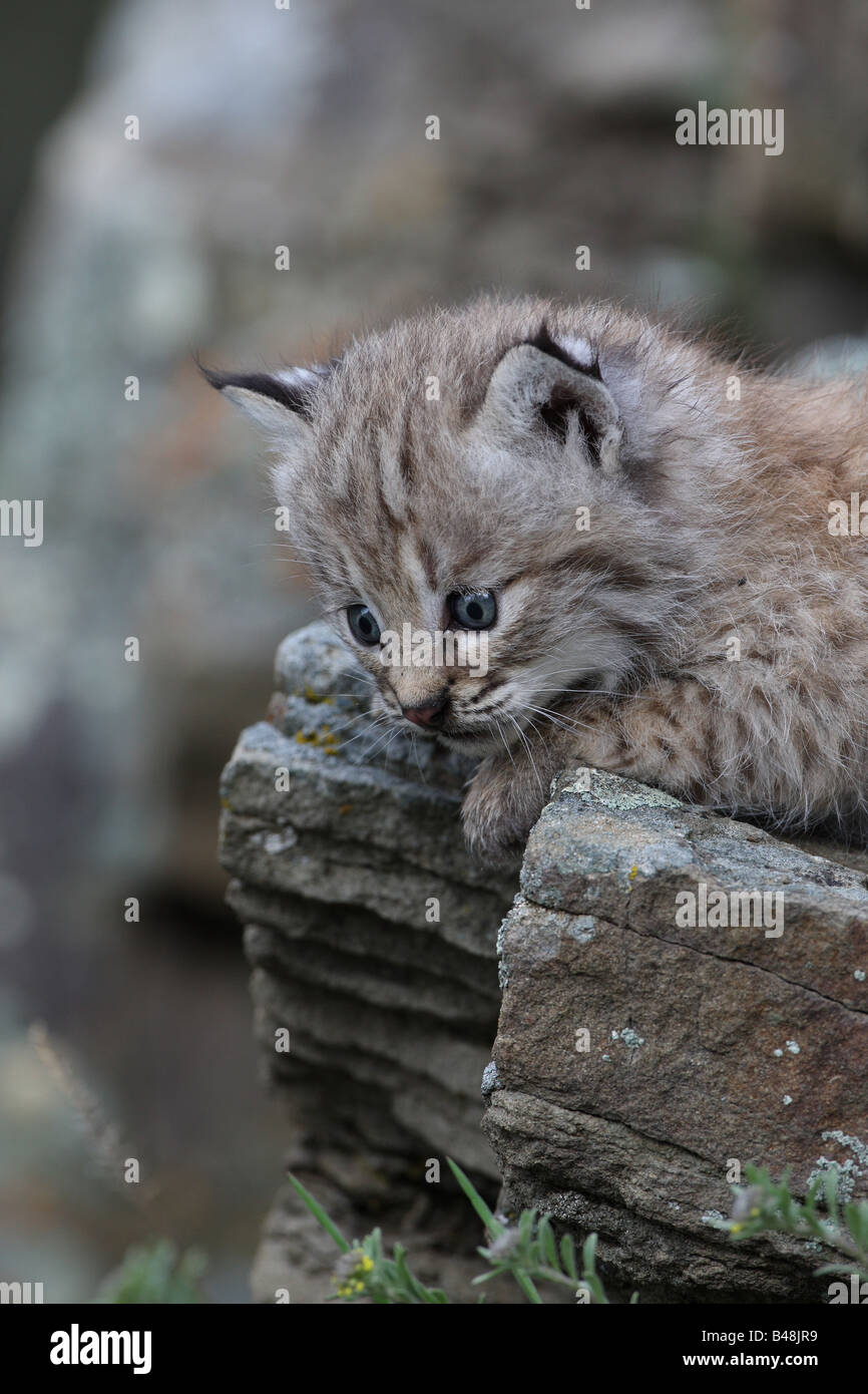 Juvenile bobcat hi-res stock photography and images - Alamy
