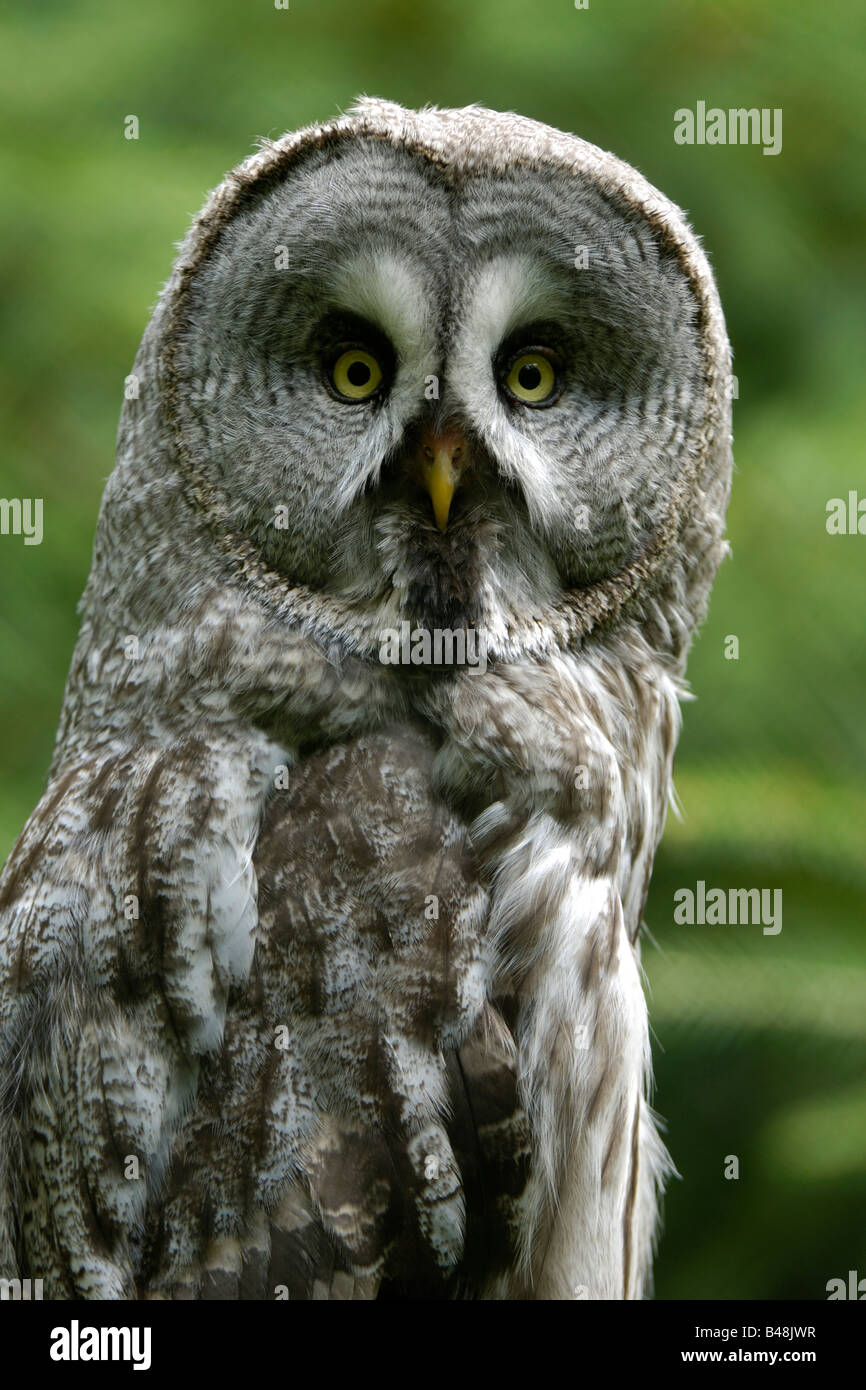 Bartkauz Great Grey Owl Lapland Owl Strix nebulosa Stock Photo - Alamy Bartkauz Great Grey Owl Lapland Owl Strix nebulosa Stock Photo - Alamy