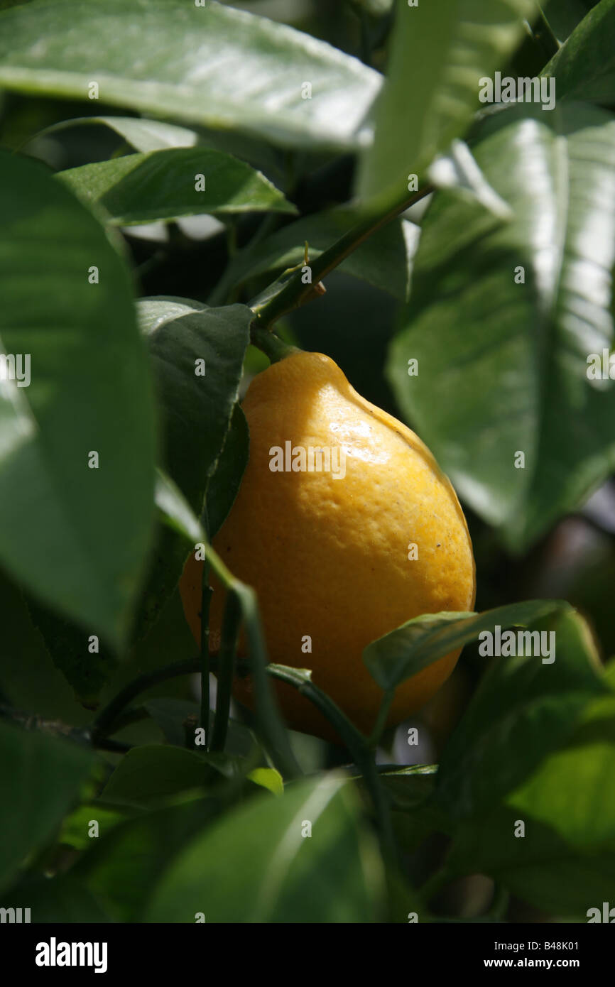 one single lemon growing on tree Stock Photo - Alamy