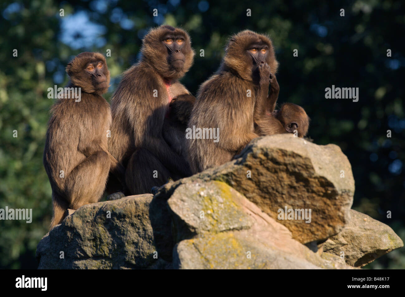 Dschelada Blutbrustpavian Theropithecus gelada Gelada baboon Stock ...