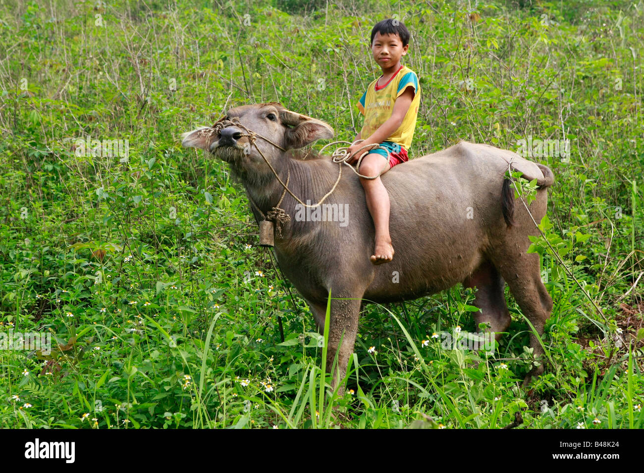 Boy on buffalo hi-res stock photography and images - Alamy