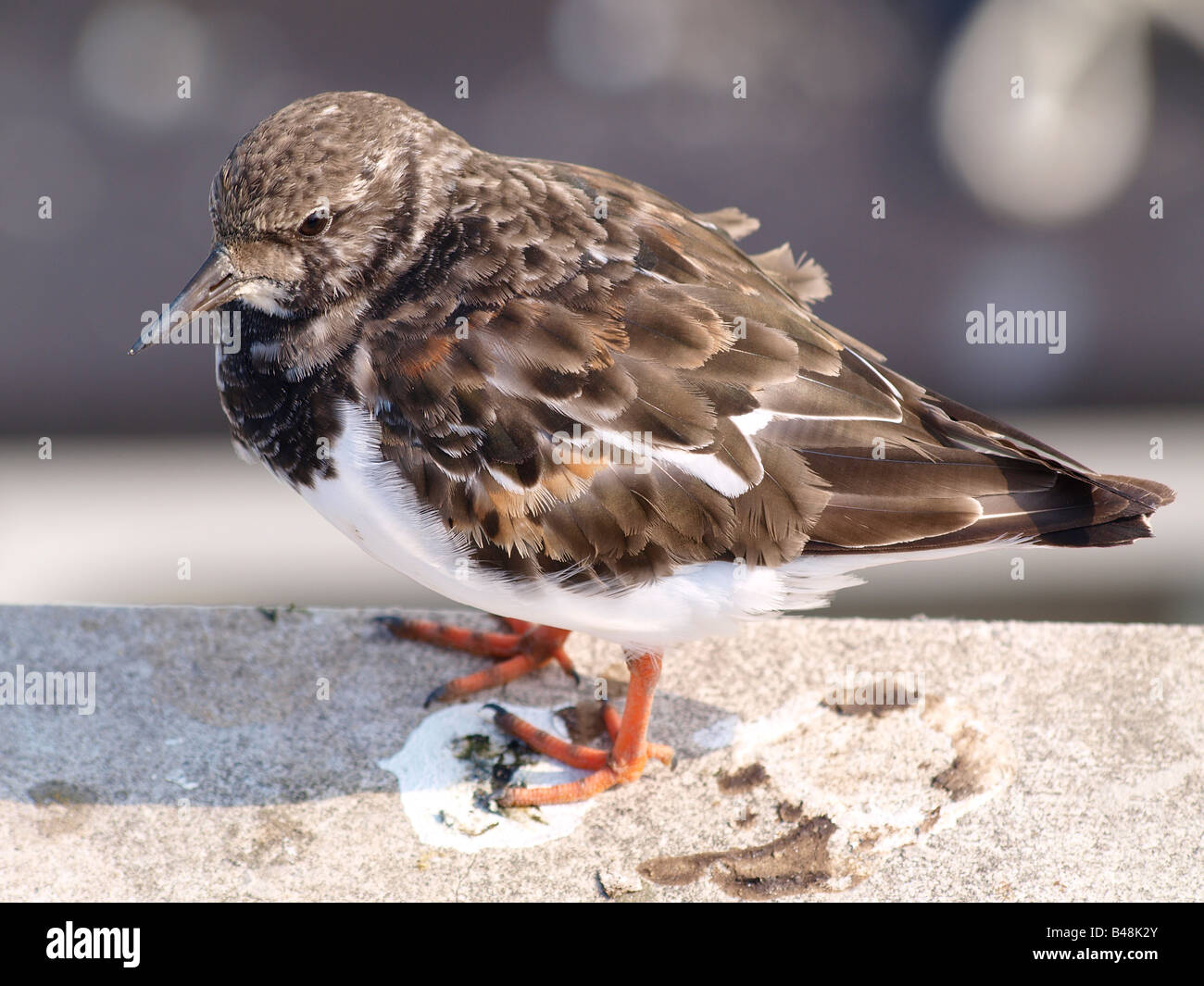Turnstone, Arenaria interpres standing on the harbour wall at Padstow ...