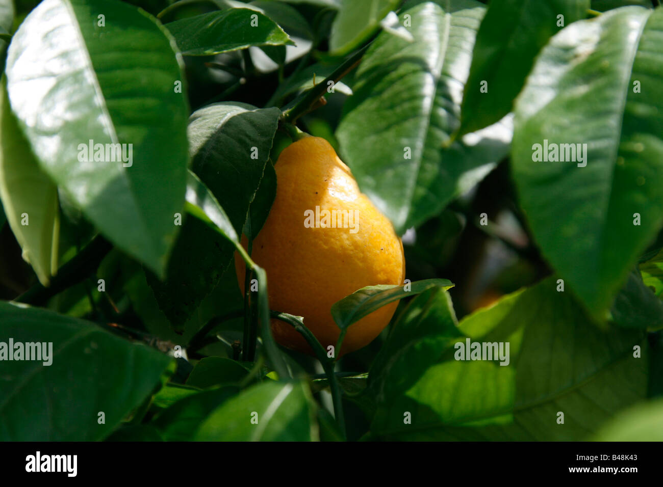 one single lemon growing on tree Stock Photo - Alamy