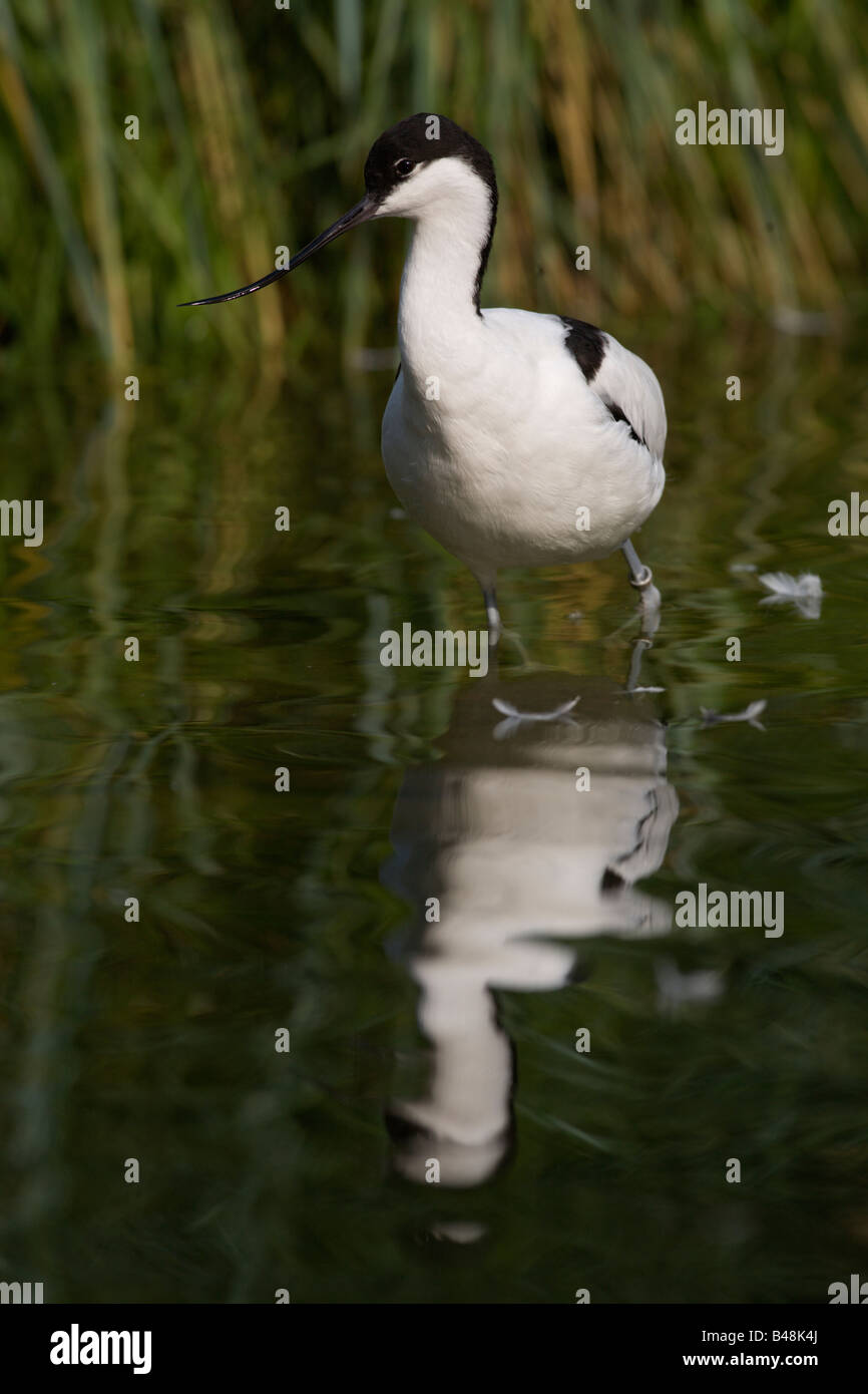 Saebelschnaebler Recurvirostra avosetta Avocet Stock Photo - Alamy