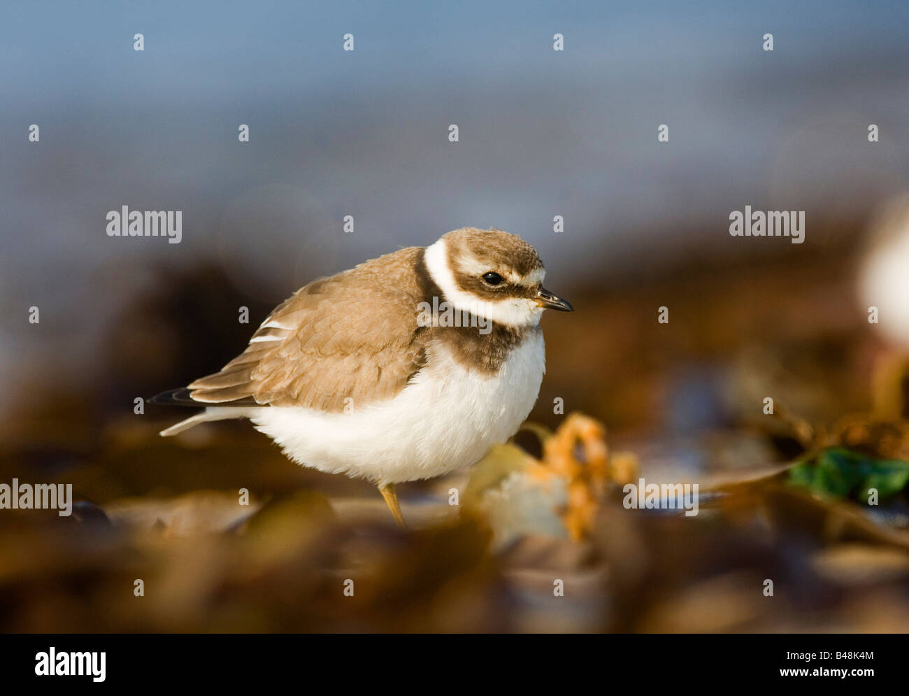 Common Ringed Plover High Resolution Stock Photography and Images - Alamy