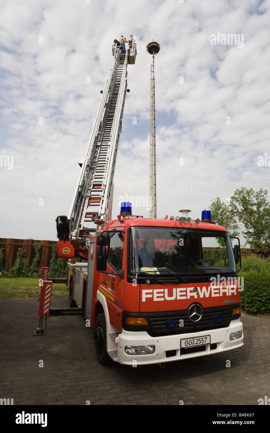 white stork nestling on a nest in 26 meter height ringed from Mr ...
