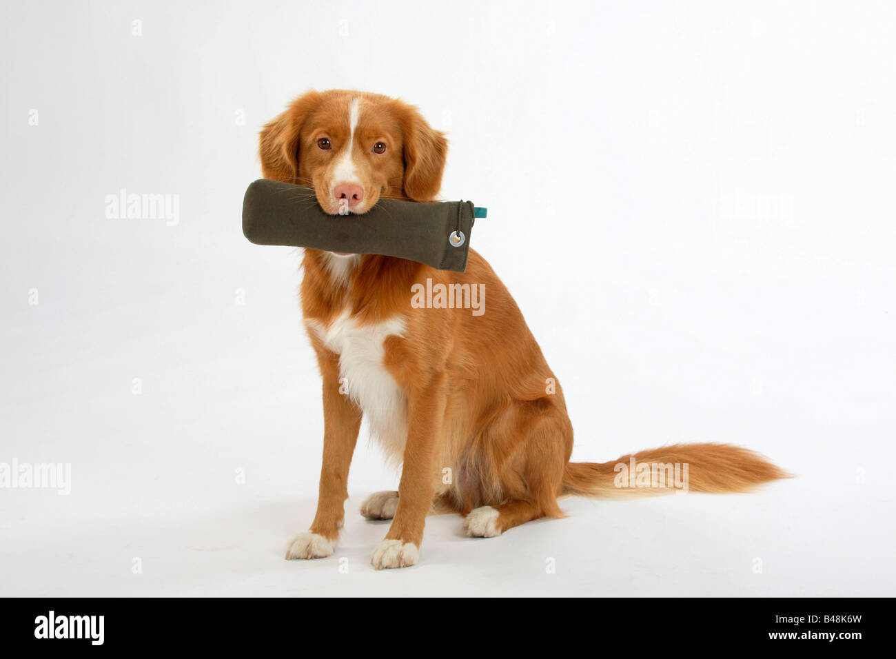 Sitting toller hi-res stock photography and images - Alamy
