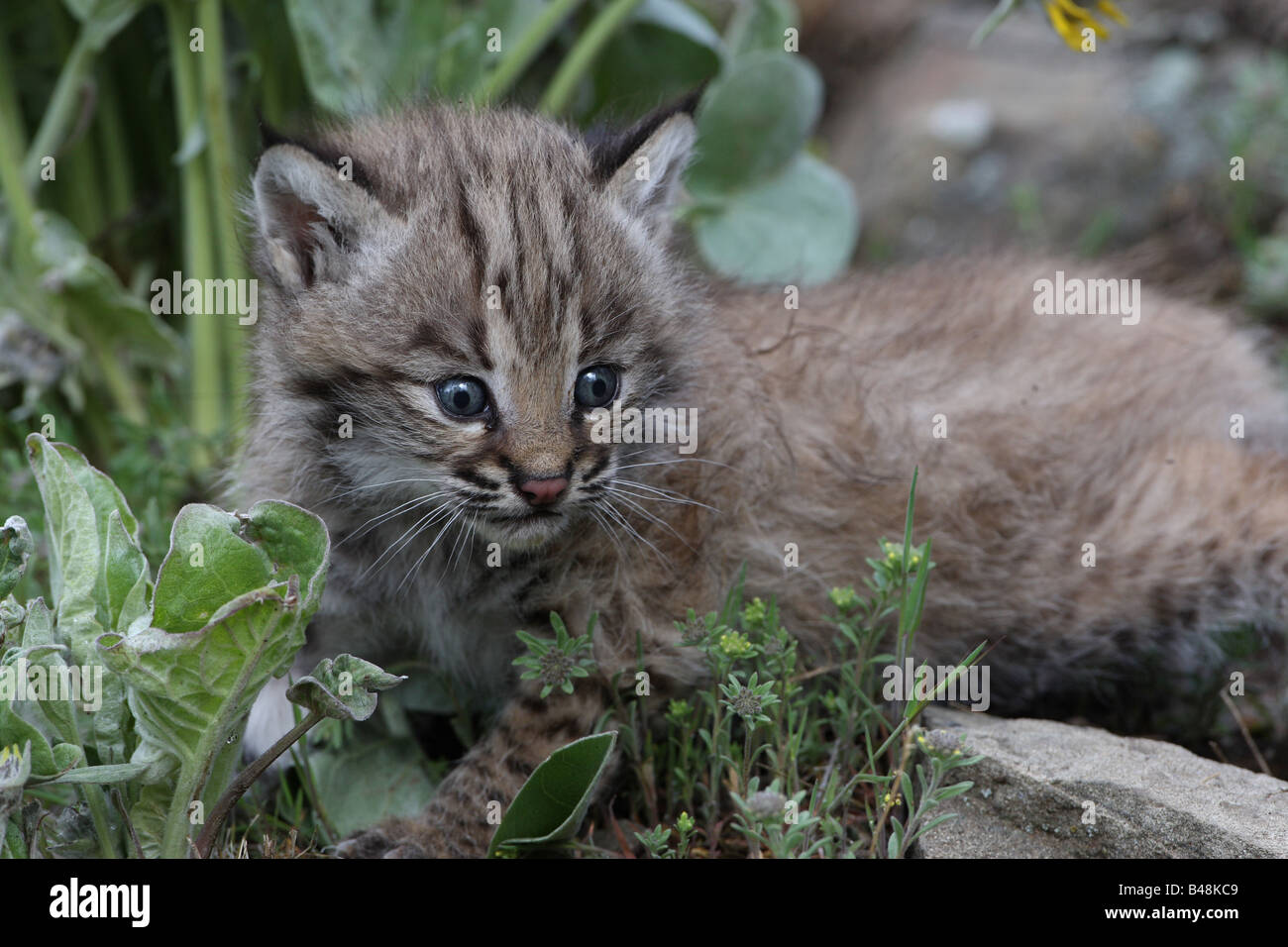 Juvenile bobcat hi-res stock photography and images - Alamy