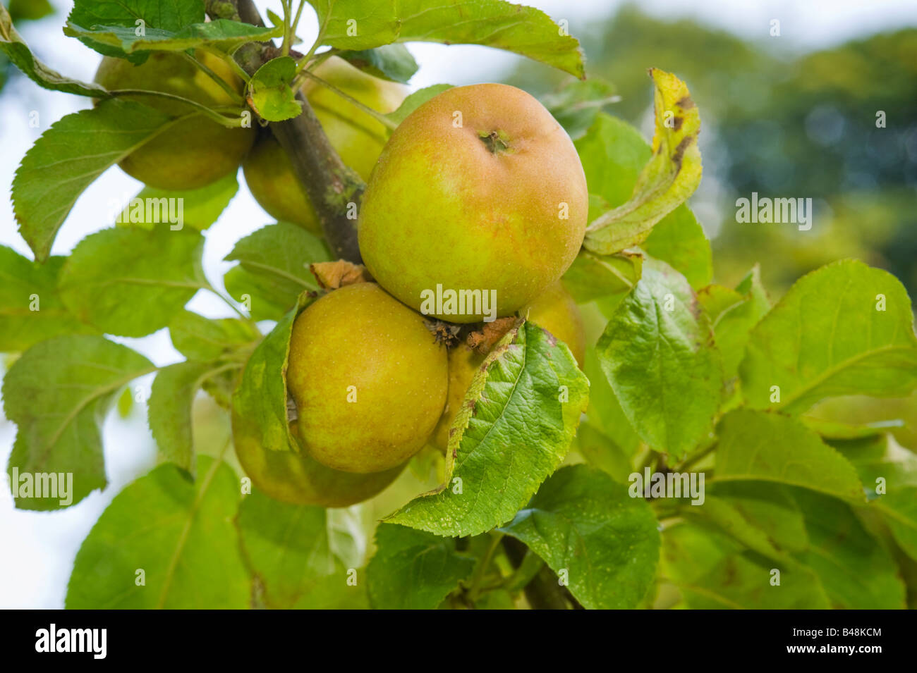 Apples Ashmeads Kernel growing in an English orchard Stock Photo - Alamy
