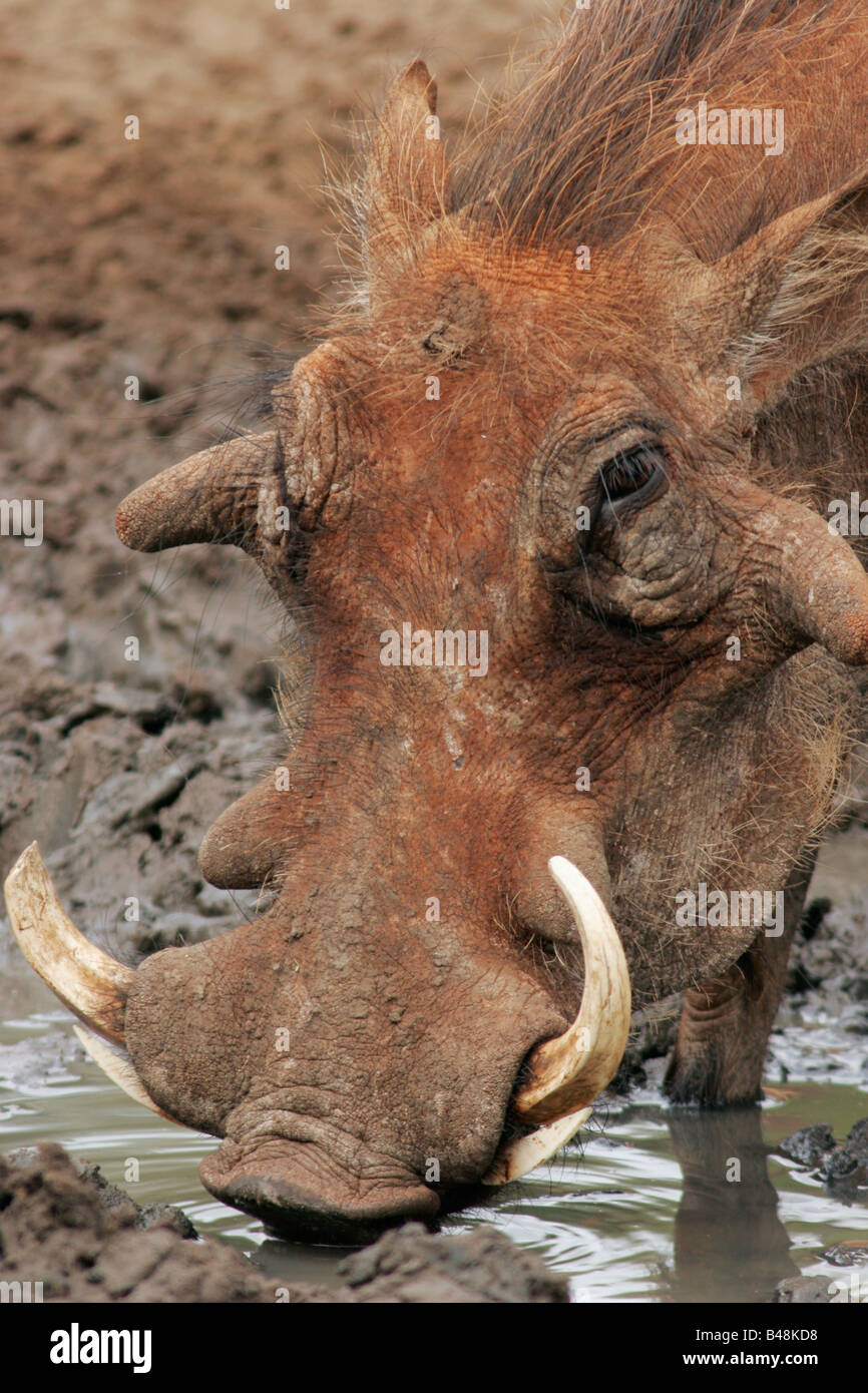Warthogs wart hog hi-res stock photography and images - Alamy