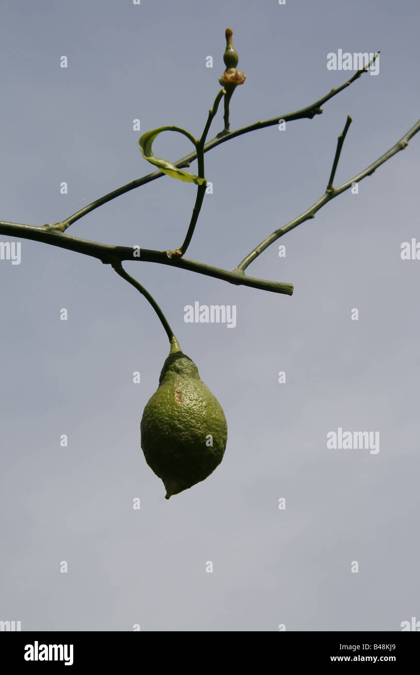 one single lemon growing on tree Stock Photo - Alamy