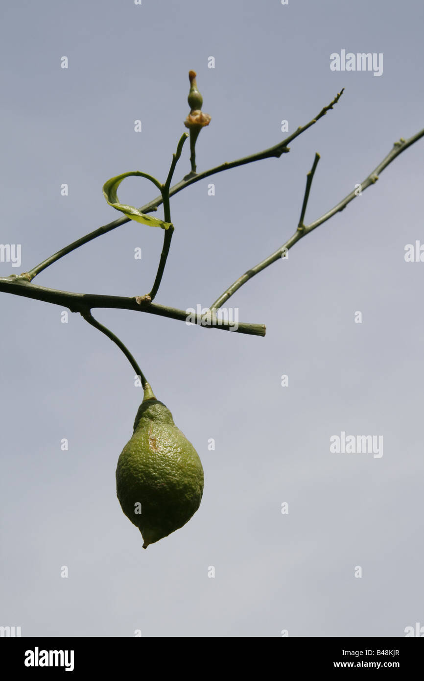 one single green not ripe lemon growing on tree Stock Photo - Alamy